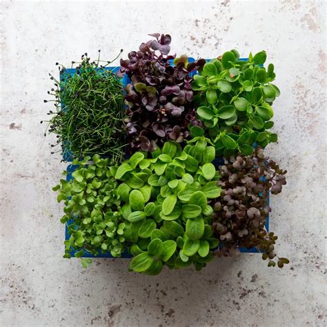 Koppert Sakura Cress Mix Fine And Wild Uk