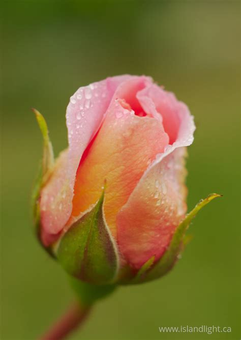 Portrait Of A Pink Rose Rose Stockphoto Island Light Photography