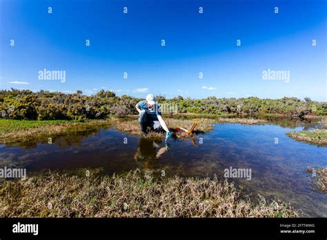Scientist Measuring Environmental Water Quality Parameters In A Wetland