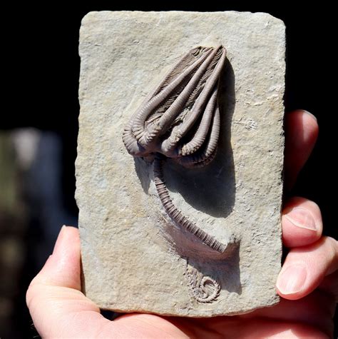 Quality High Relief Crinoid Fossil Agaricocrinus Americanus