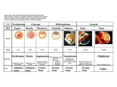 Human Embryonic Development Ppt