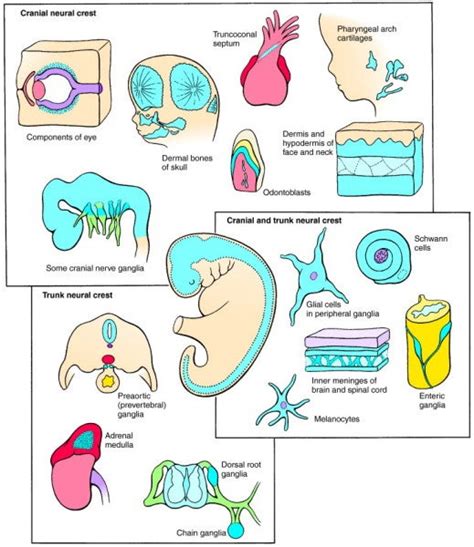 Neural Crest Derivatives Mnemonic Usmle Forums Neural Crest Derivatives Mnemonic Usmle Forums
