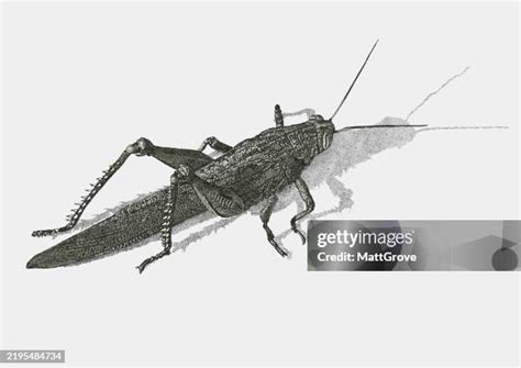 Giant Grasshopper High Res Vector Graphic Getty Images
