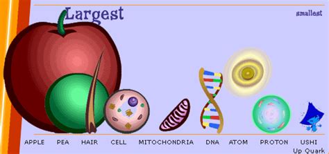 Quarked How Small Are Quarks