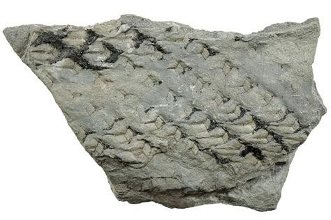 4 6 Pennsylvanian Fossil Scale Tree Lepidodendron Plate Kentucky 224695 For Sale