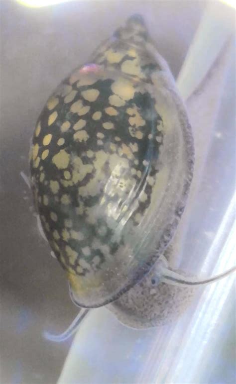 Bladder Snail D Rawwnverts