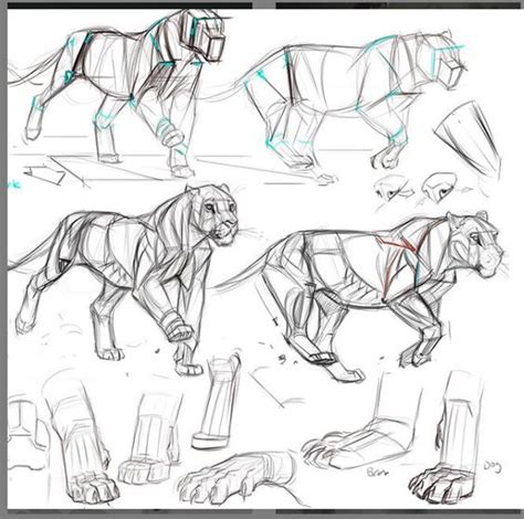 How To Draw Lion Anatomy