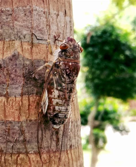 Cicada That Can Make Noise In The Forest Stock Image Image Of Ccicada Noise 214553571