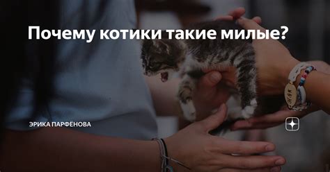 Почему котики такие милые Эрика Парфёнова Дзен