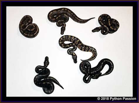 Ball Python Clutch 18 1 By Python Passion Morphmarket