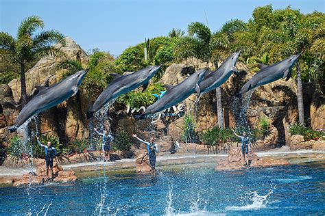Sea World Buy Seaworld Tickets Online Shark Bay Polar Bear Shores