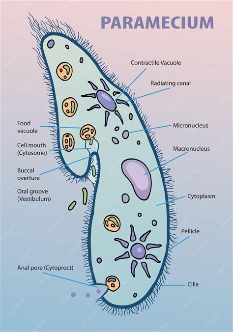 Premium Vector Illustration Of Paramecium Anatomy Infographic