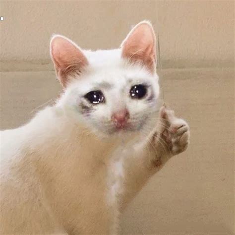 Create Meme Cats Memes Weeping Cats Crying Cat Meme Pictures