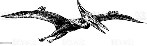 Pterodactyl Stock Illustration Download Image Now Pterodactyl