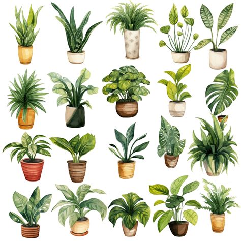 House Plants Clipart Water Color Home Indoor Plants20 High Quality