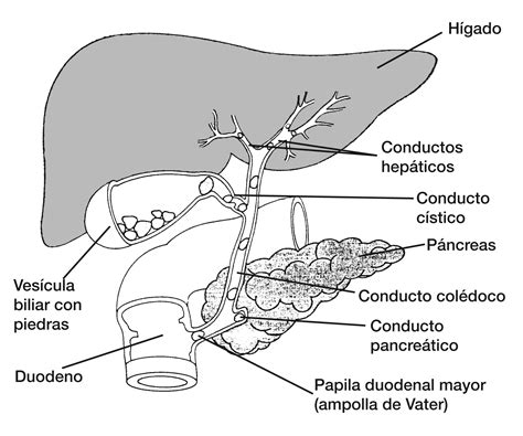 Sistema Biliar Incluyendo La Vesícula Con Cálculos Biliares Media