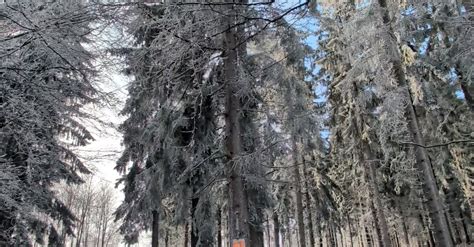 가지 감기 겨울 겨울철의 경치 경치가 좋은 계절 계절성 고요한 광야 그림 같은 길 나무 눈 눈 내리는