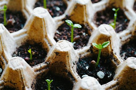 4200 Fotos Y Imágenes De Semillas Germinando Gratis · Banco De Fotos