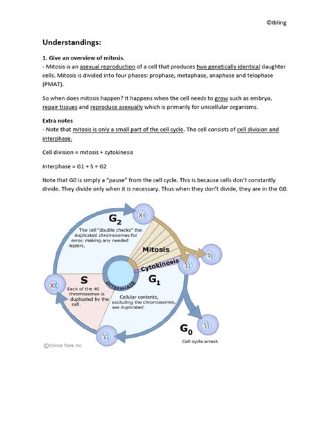 Unit 1 Cell Biology 6 Cell Division Pdf Mitosis Chromosome