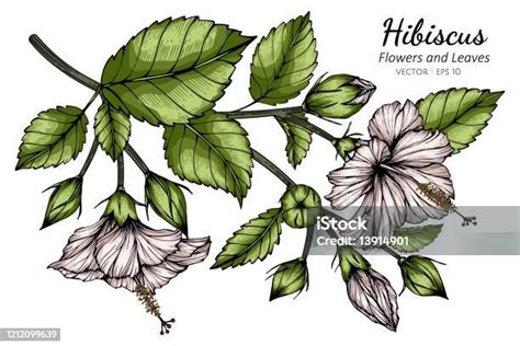흰색 히비스커스 꽃과 흰색 배경에 라인 아트와 잎 그리기 그림 계절에 대한 스톡 벡터 아트 및 기타 이미지 계절 꽃 꽃의 구조 꽃 식물 Istock