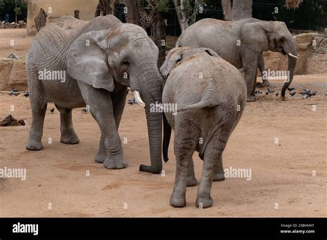 The African Bush Elephants Loxodonta Africana African Savanna