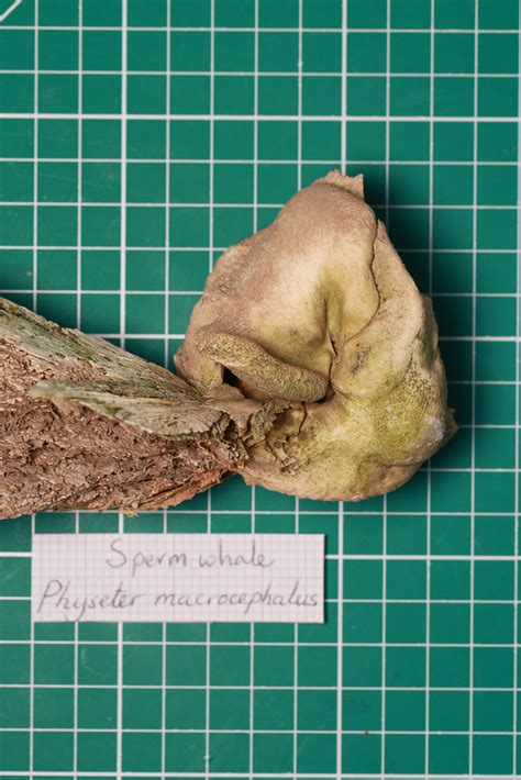 Sperm Tympanic Close 2 John Rochester Flickr