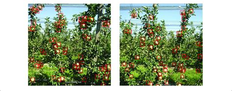 Apples Detected From The Updated Model Download Scientific Diagram