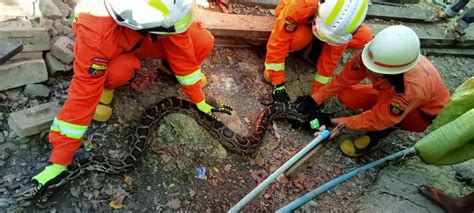 ပေါက်တောမြို့၌ စပါးကြီးမြွေတစ်ကောင်ထပ်မံဖမ်းဆီးရ Myanmarnationalpost