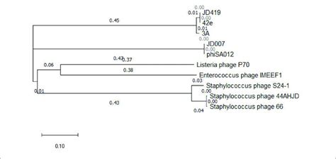 Phylogenetic Tree Of Bacteriophages With Similar Morphology To Jd419 Download Scientific
