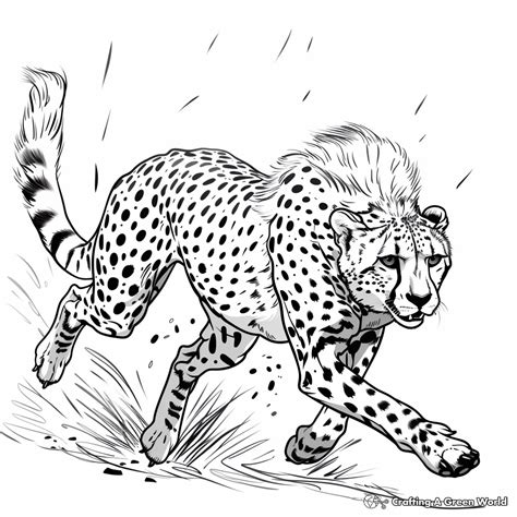 Free Cheetah Coloring Pages Page 2 Cheetah Coloring Page Activity
