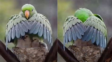 Chris Columbkille Biddle On Linkedin This Ai Generated Video Fooled The Internet