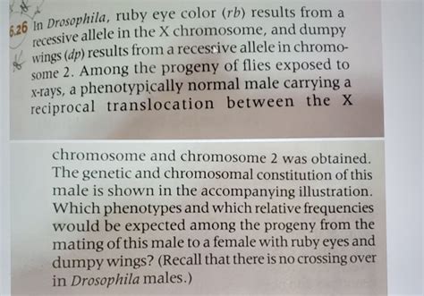 26 In Drosophila Ruby Eye Color Rb Results From A