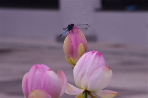 By Kaze Id Photohito