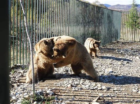 თოვლიანი საბადური დათვების თავშესაფარი ნადოკრა მცხეთამთიანეთი 20 Gel საქართველოს ბილიკებზე