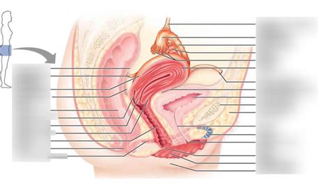 Female Reproductive System Sagittal View Diagram Quizlet