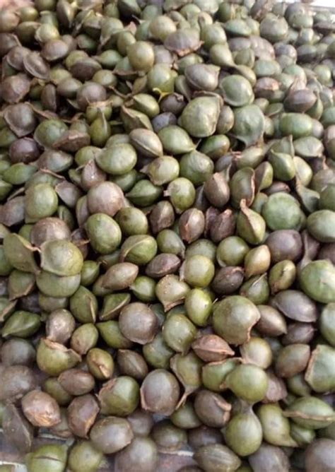 ရာသီပေါ် တညင်းသီး ယခုနှစ်တွင် ဈေးကောင်းရရှိ Information And Public Relations Department