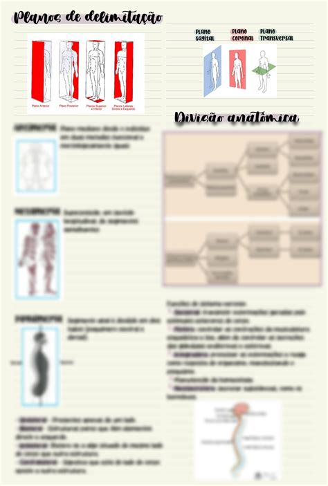 Solution Planos Anato Micos Studypool