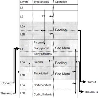 Layers In The Neocortex And Their Connections The Thalamus Transmits Download Scientific