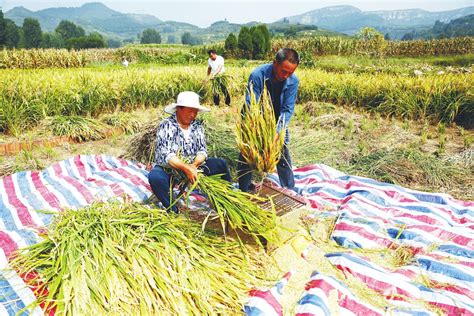 稻花香里说丰年 莱芜区 钢城区专版 舜网新闻