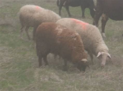 Продавам две агнета Овце Агнета Селскостопански животни Лесичери Продавам две агнета