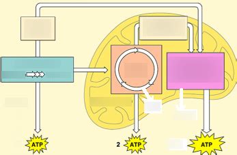Blank Cellular Respiration Diagram