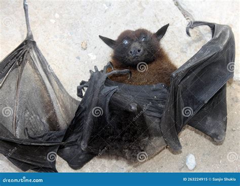 Indian Flying Fox Pteropus Medius Formerly Pteropus Giganteus Died