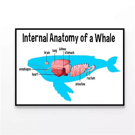 Internal Anatomy Of A Whale Print 100 Australian Made 120x90cm Poster