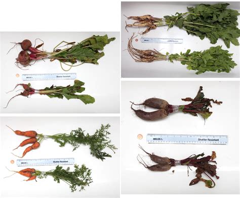 Protect Yourself From Emf With Orgonite