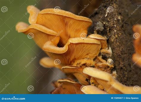 Fungus Growing On Tree Stump Stock Image Image Of Fungus Fungi 1589407