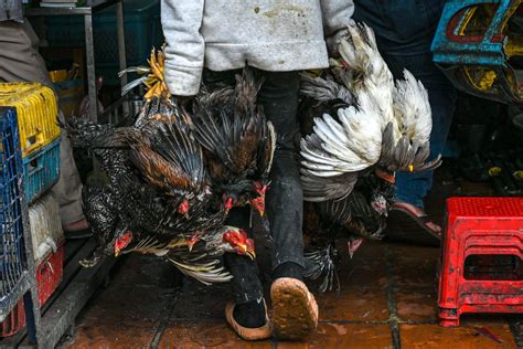 Хятад Үхлийн аюултай H5n1 омгийн шувууны ханиадаар хоёр хүн өвчиллөө Eguur Mn
