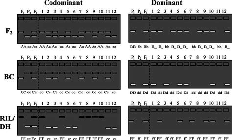 An Introduction To Markers Quantitative Trait Loci Qtl Mapping And Marker Assisted Selection