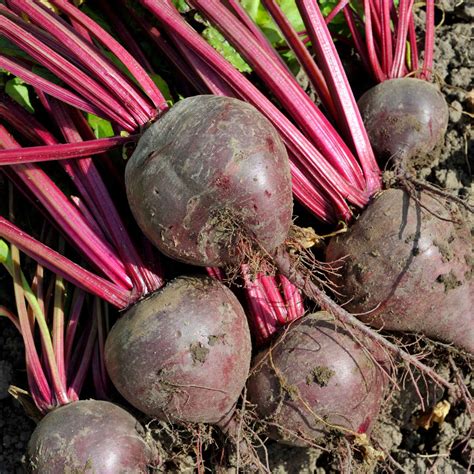Darko Beetroot Plants Roots Plants