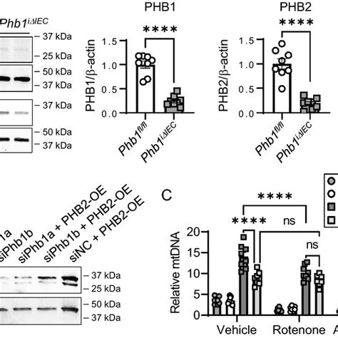 Restored Expression Of Phb2 During Loss Of Phb1 Restores Mitophagy