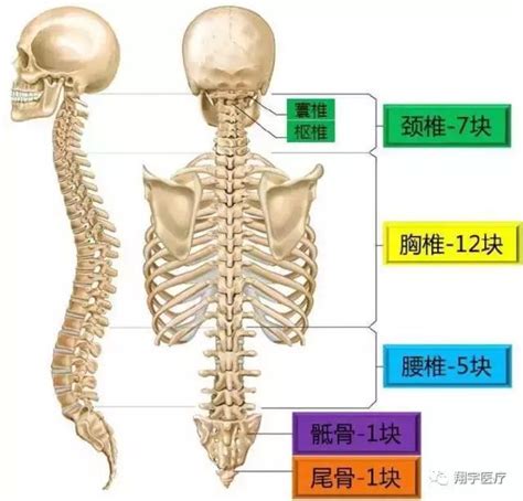 脊柱對人體的重要性 每日頭條